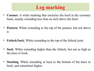 HORSE CLASSIFICATION AND BREED OF HORSE AND DONKEY.pptx