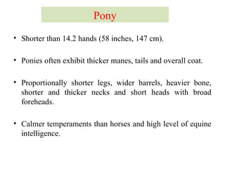 HORSE CLASSIFICATION AND BREED OF HORSE AND DONKEY.pptx