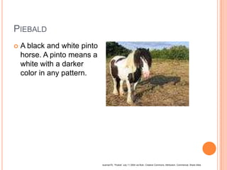 Horse Coat Colors Slideshare | PPTX
