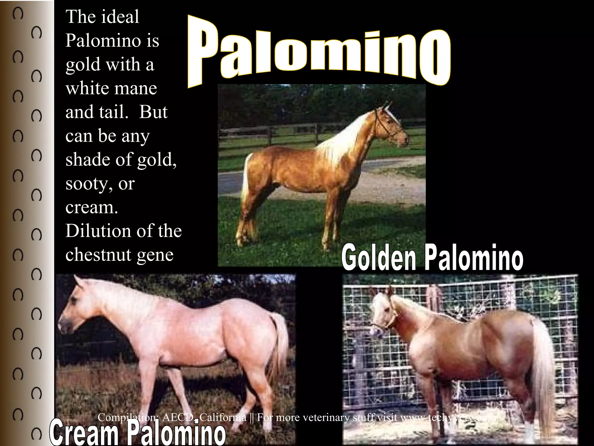 Horse colors | PPS