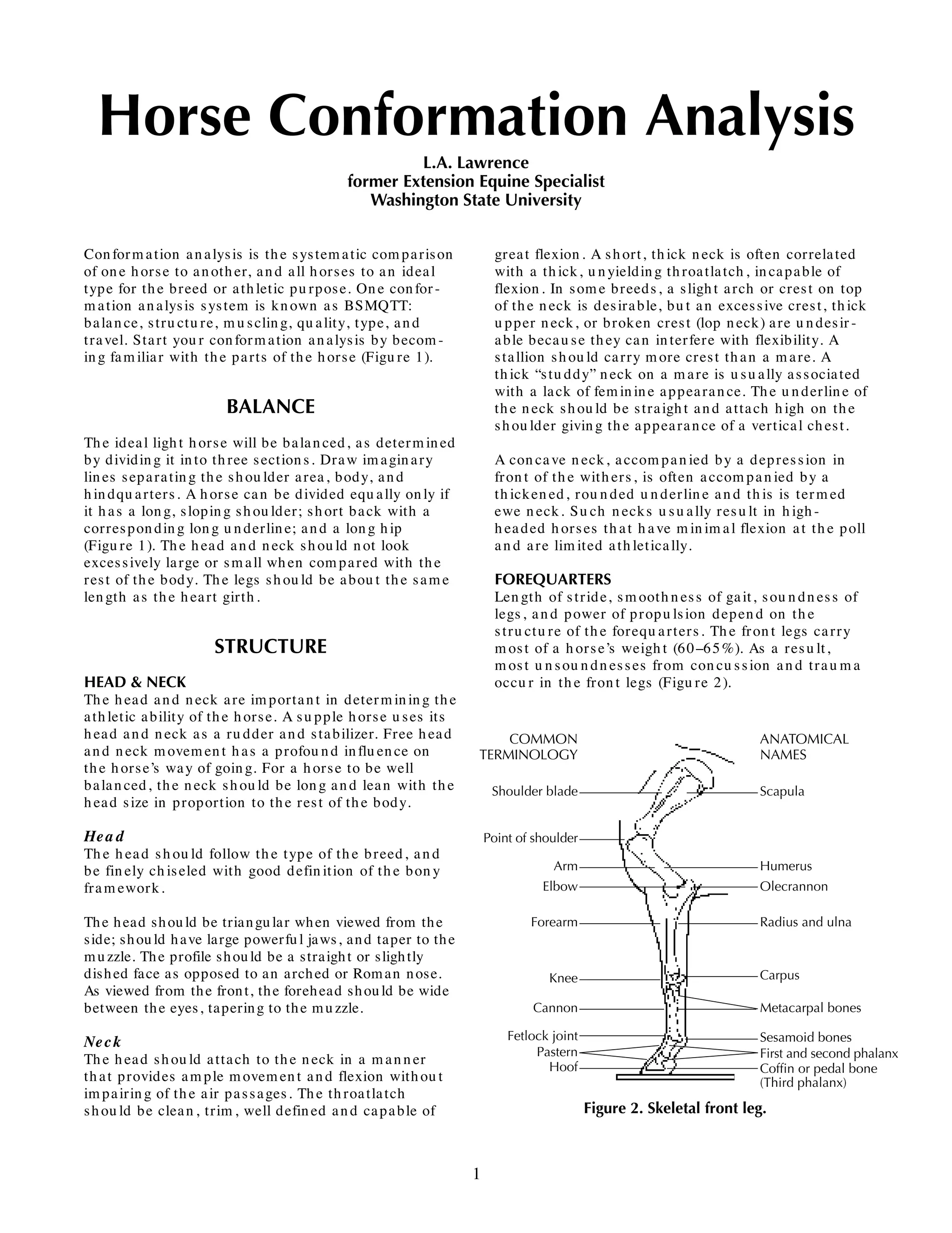 Horse Conformation Analysis | PDF