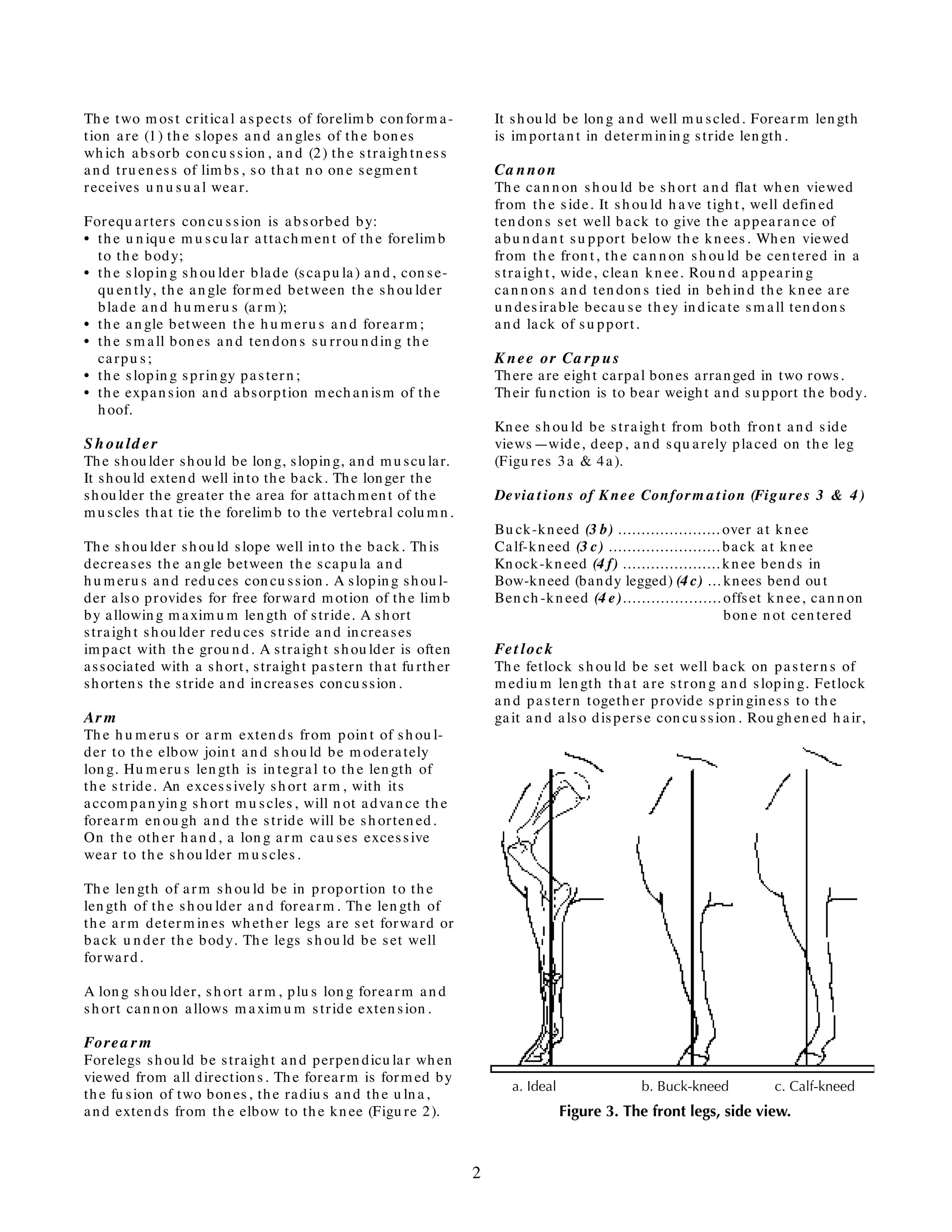 Horse Conformation Analysis | PDF