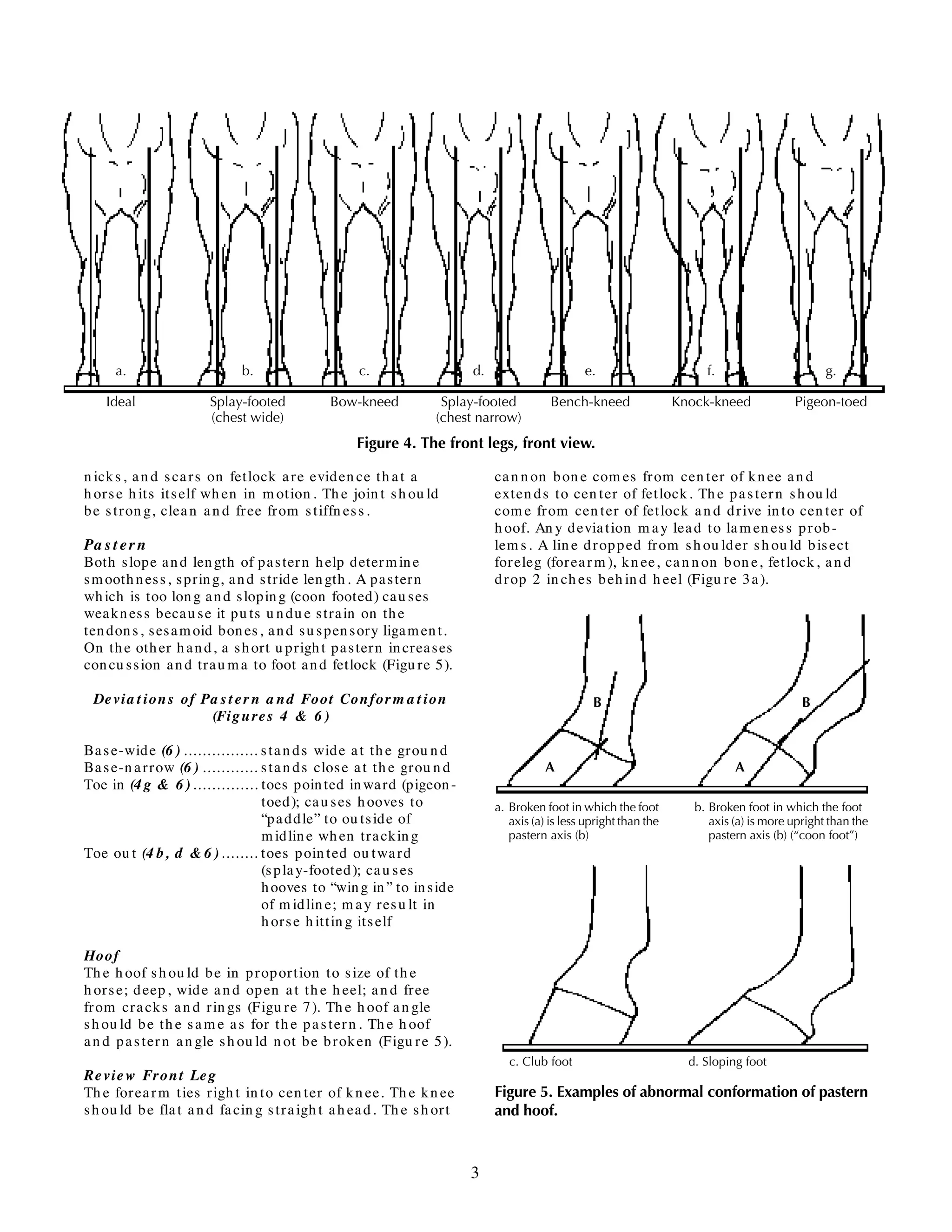 Horse Conformation Analysis | PDF