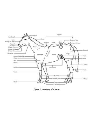 Horse Conformation Analysis | PDF
