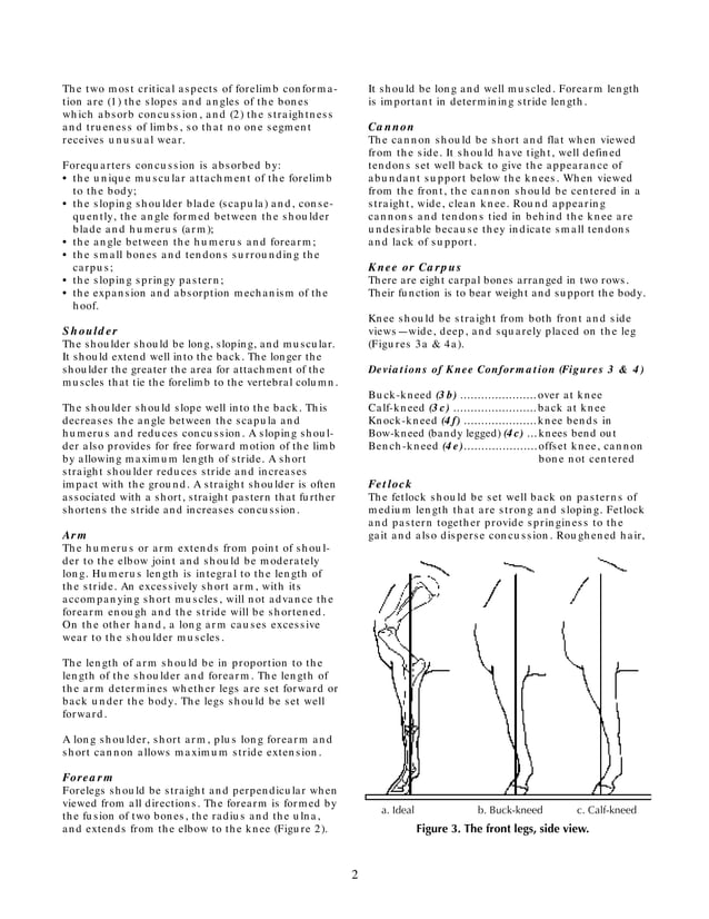 Horse Conformation Analysis | PDF | Equine Sports | Sports