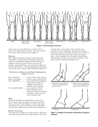 Horse Conformation Analysis | PDF