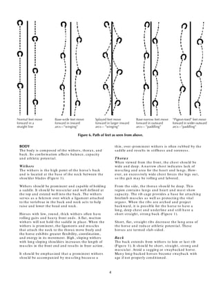 Horse Conformation Analysis | PDF