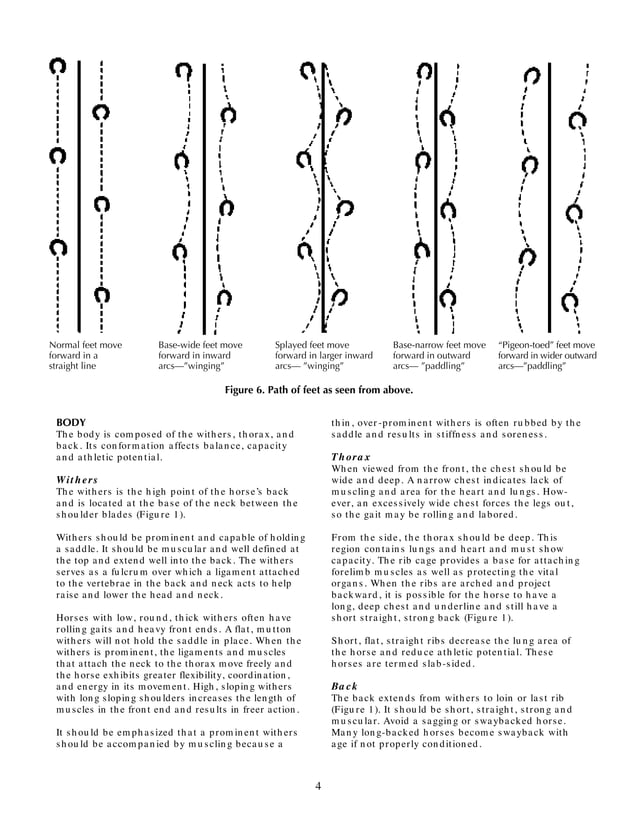 Horse Conformation Analysis | PDF | Equine Sports | Sports