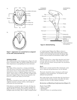 Horse Conformation Analysis | PDF