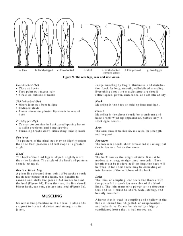 Horse Conformation Analysis | PDF | Equine Sports | Sports