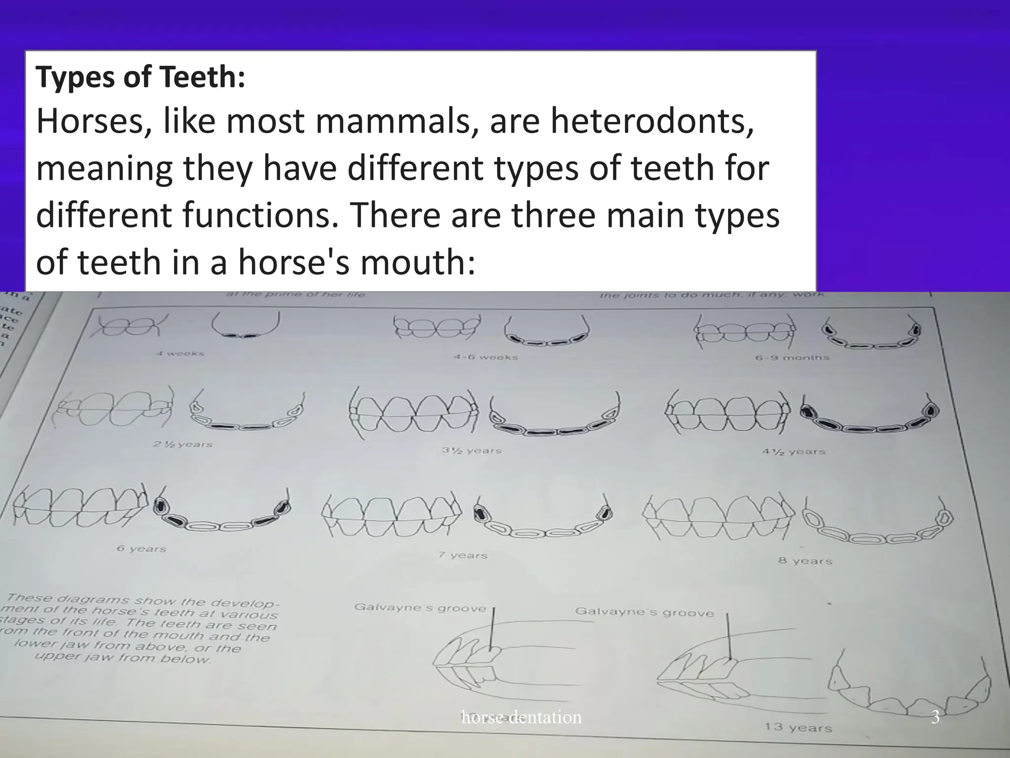 horse dentation horse dentation | PDF