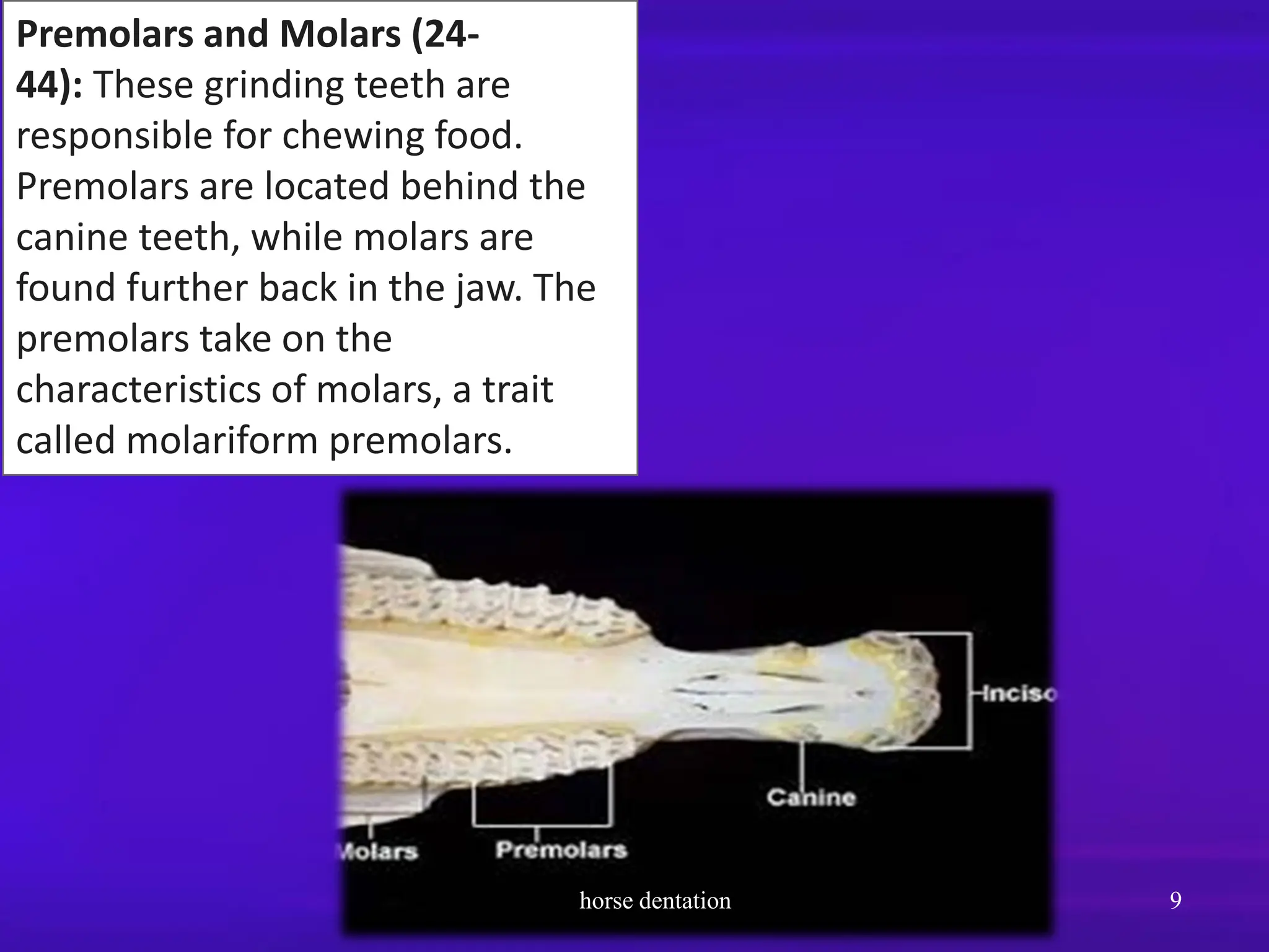 horse dentation horse dentation | PDF