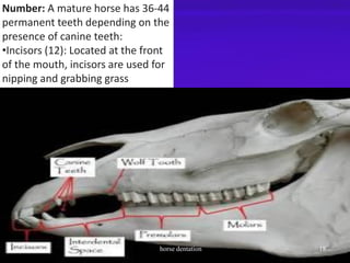 horse dentation horse dentation | PDF