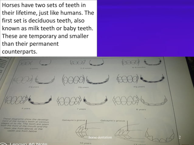 horse dentation horse dentation | PPT