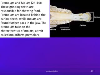 horse dentation horse dentation | PDF