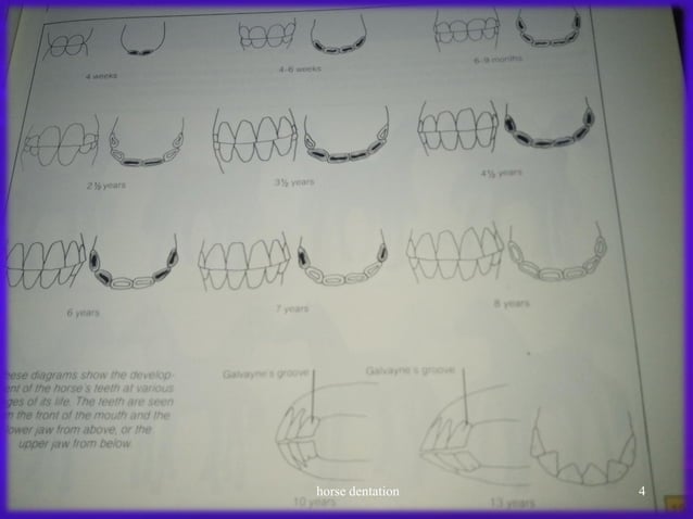 horse dentation horse dentation | PPT