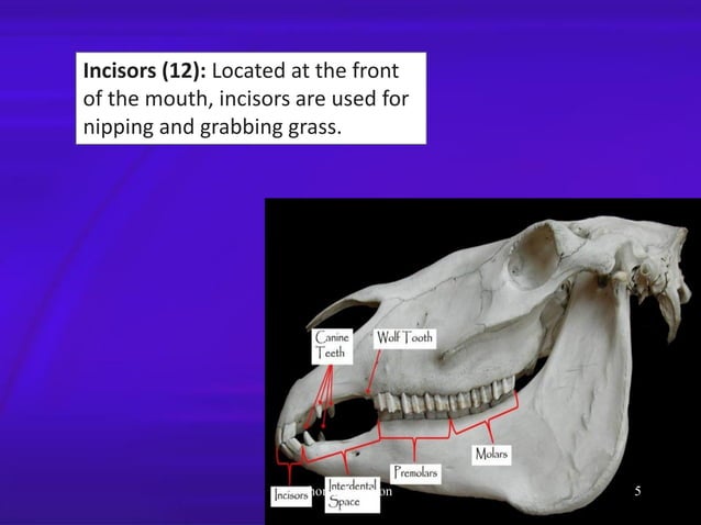 horse dentation horse dentation | PPT