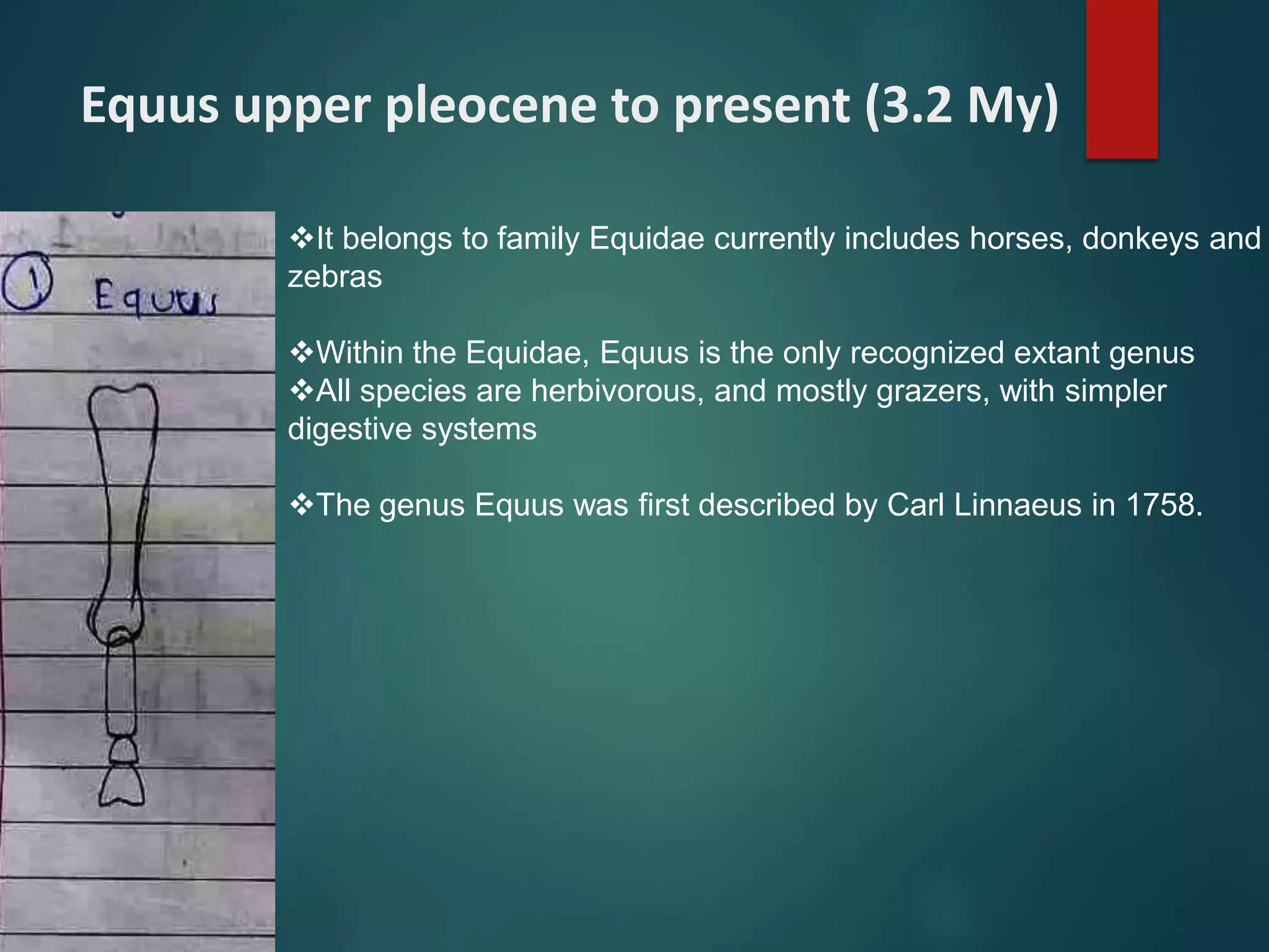 horse evolution.PPTX