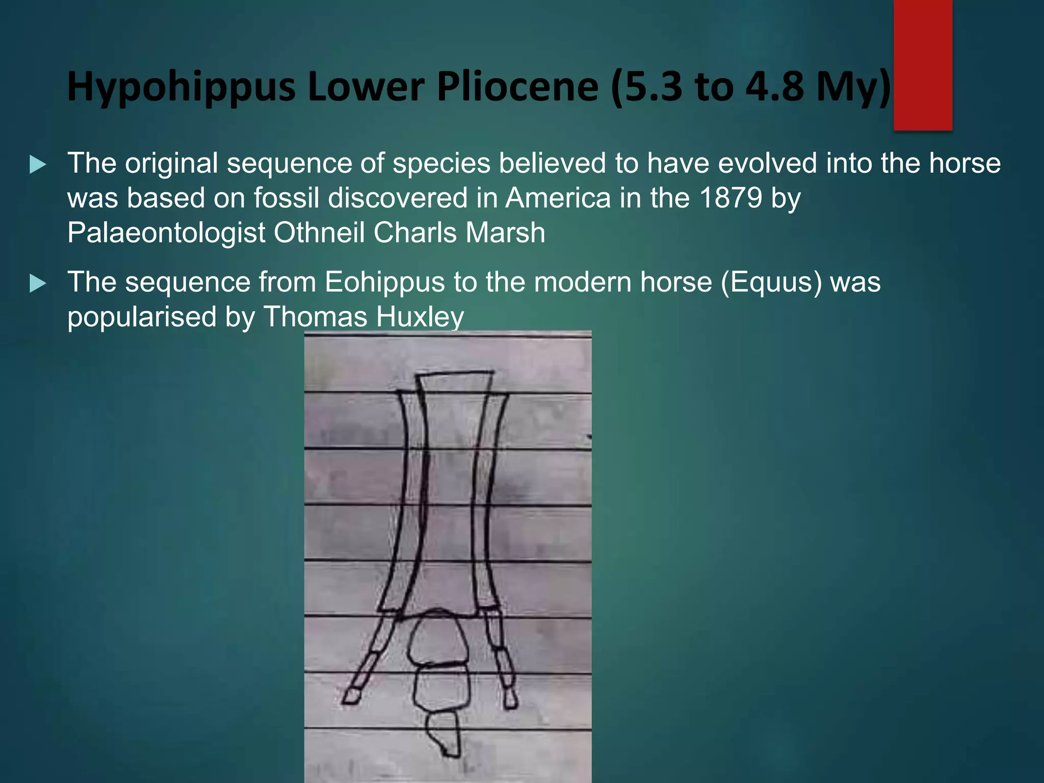 horse evolution.PPTX