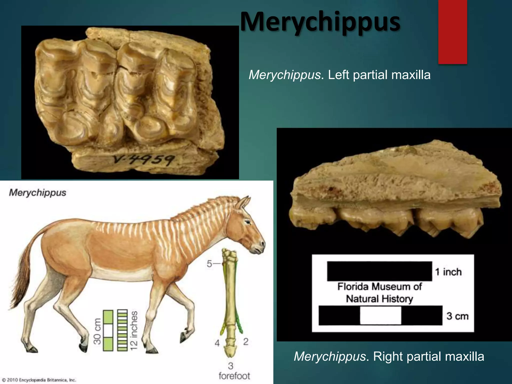 horse evolution.PPTX | Biological Sciences | Science