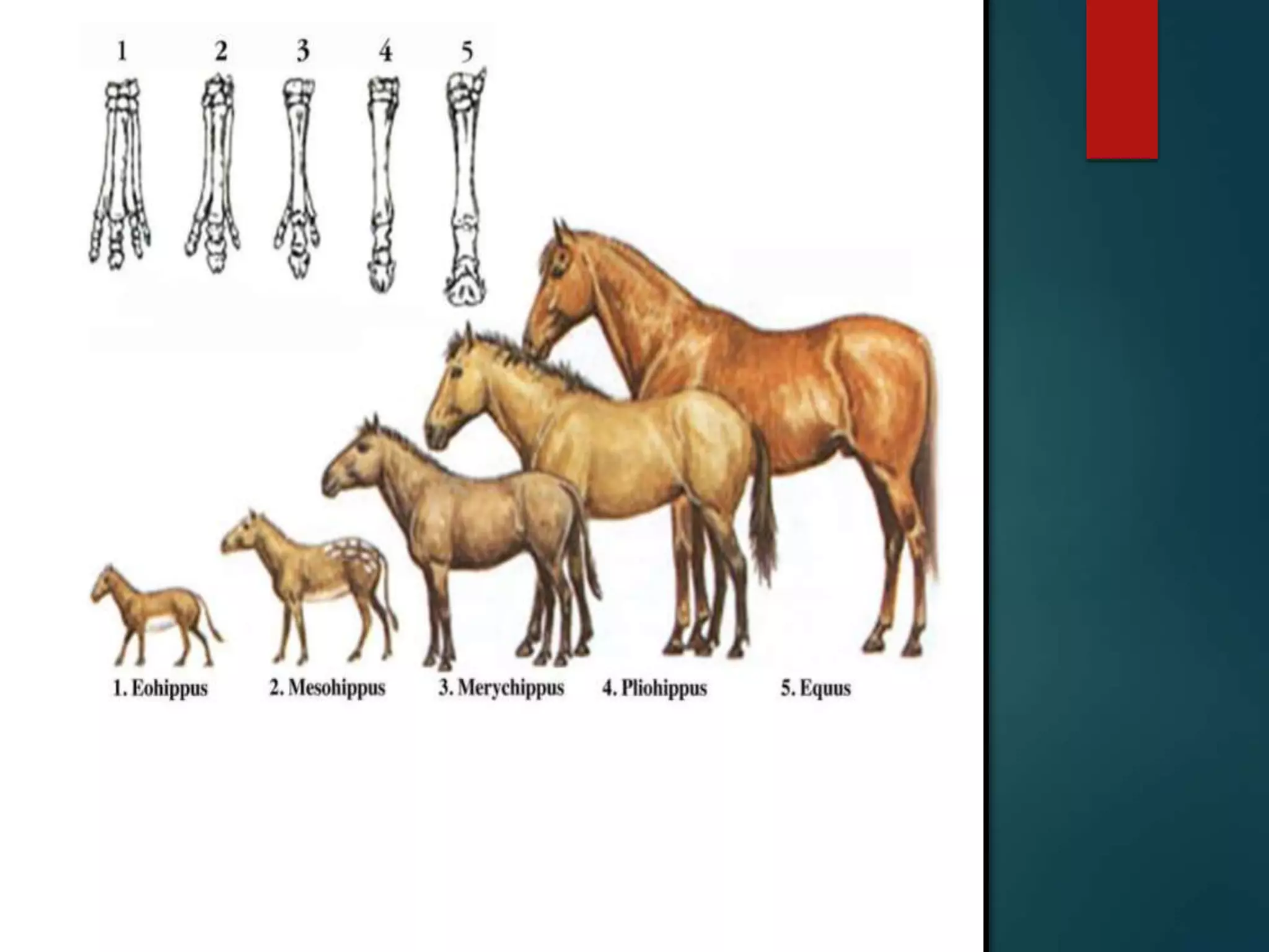 horse evolution.PPTX