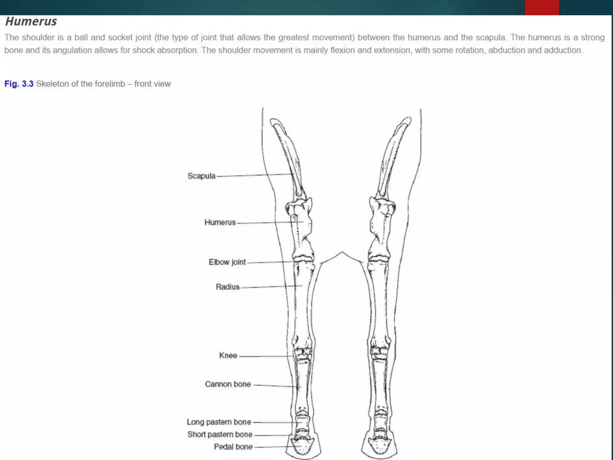horse evolution.PPTX