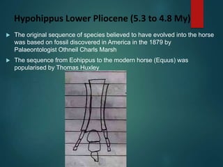 horse evolution.PPTX | Biological Sciences | Science