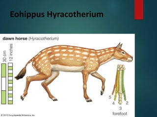 horse evolution.PPTX | Biological Sciences | Science