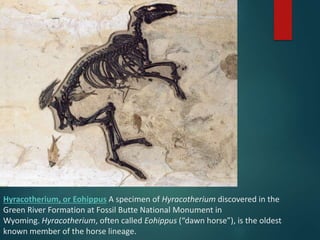 horse evolution.PPTX | Biological Sciences | Science