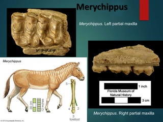 horse evolution.PPTX | Biological Sciences | Science