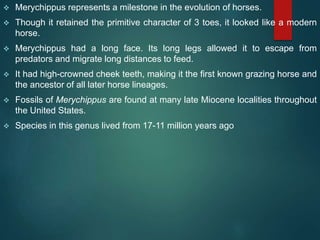 horse evolution.PPTX | Biological Sciences | Science