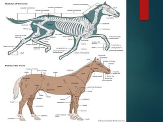 horse evolution.PPTX