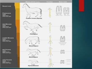horse evolution.PPTX