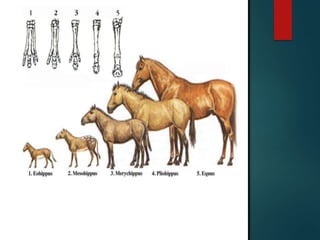 horse evolution.PPTX
