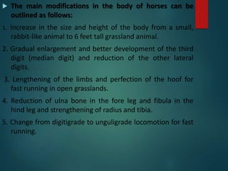 horse evolution.PPTX