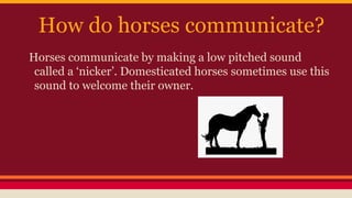 Horse facts presentation-estelle&liezl 287 | PDF
