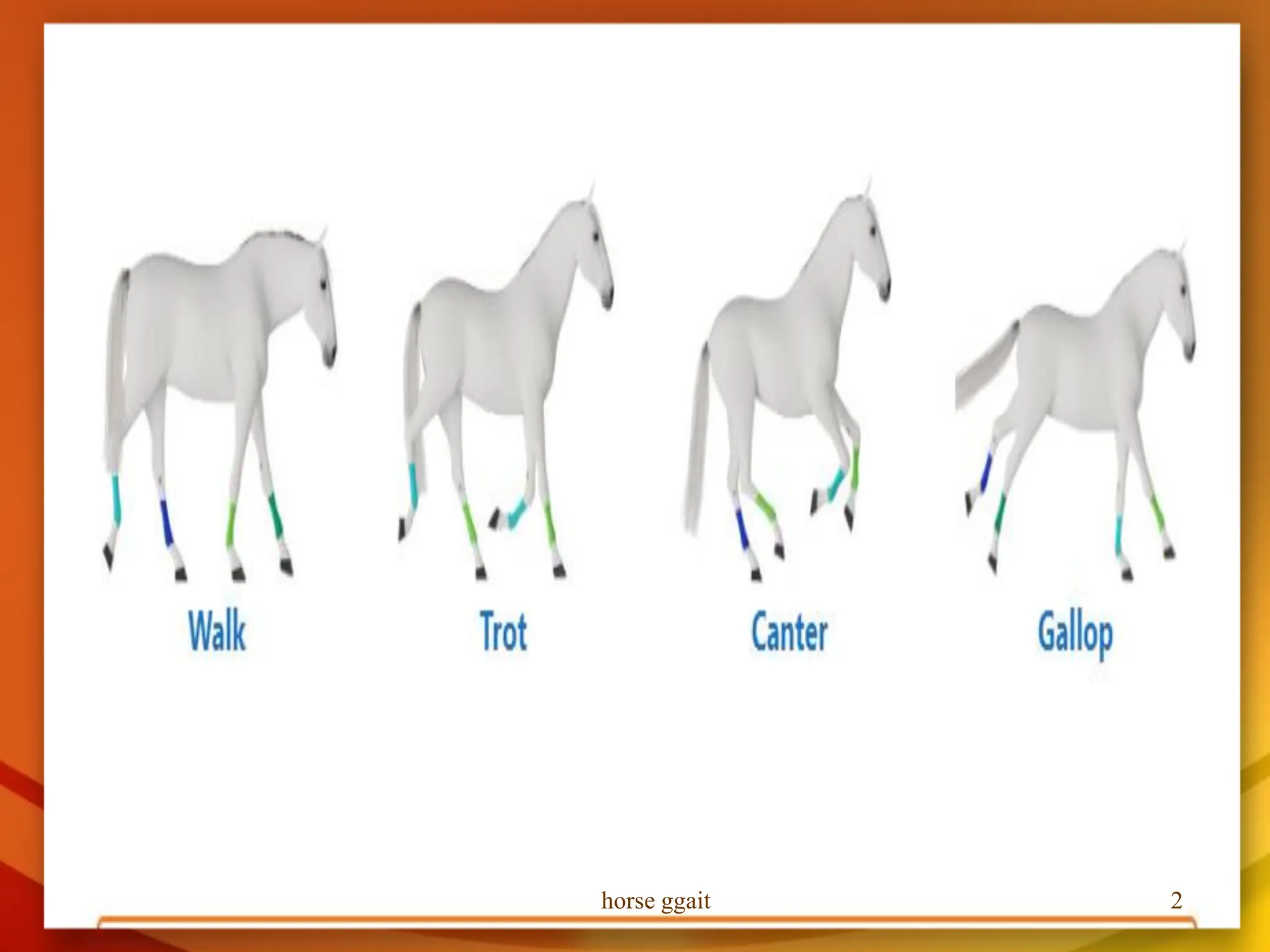 horse gait walk trot Cancar gallop | PDF