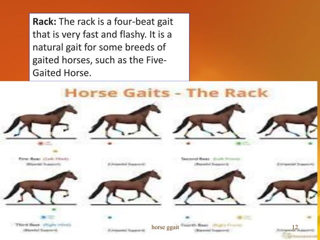 horse gait walk trot Cancar gallop | PDF | Equine Sports | Sports