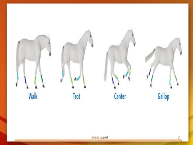 horse gait walk trot Cancar gallop | PDF | Equine Sports | Sports