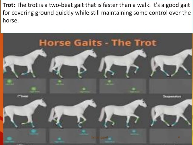 horse gait walk trot Cancar gallop | PDF | Equine Sports | Sports