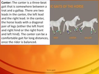 horse gait walk trot Cancar gallop | PDF