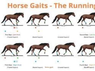 horse gait walk trot Cancar gallop | PDF