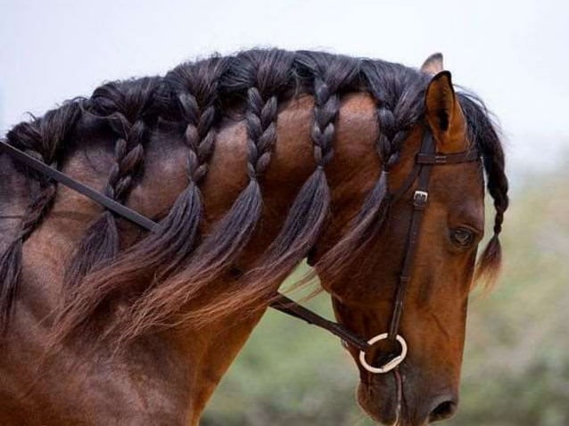 Horse Hair Style | PPT