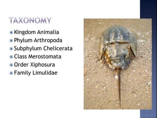 Horse shoe crab | PPTX | Infertility | Reproductive Health