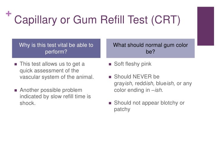 Horse lab presentation