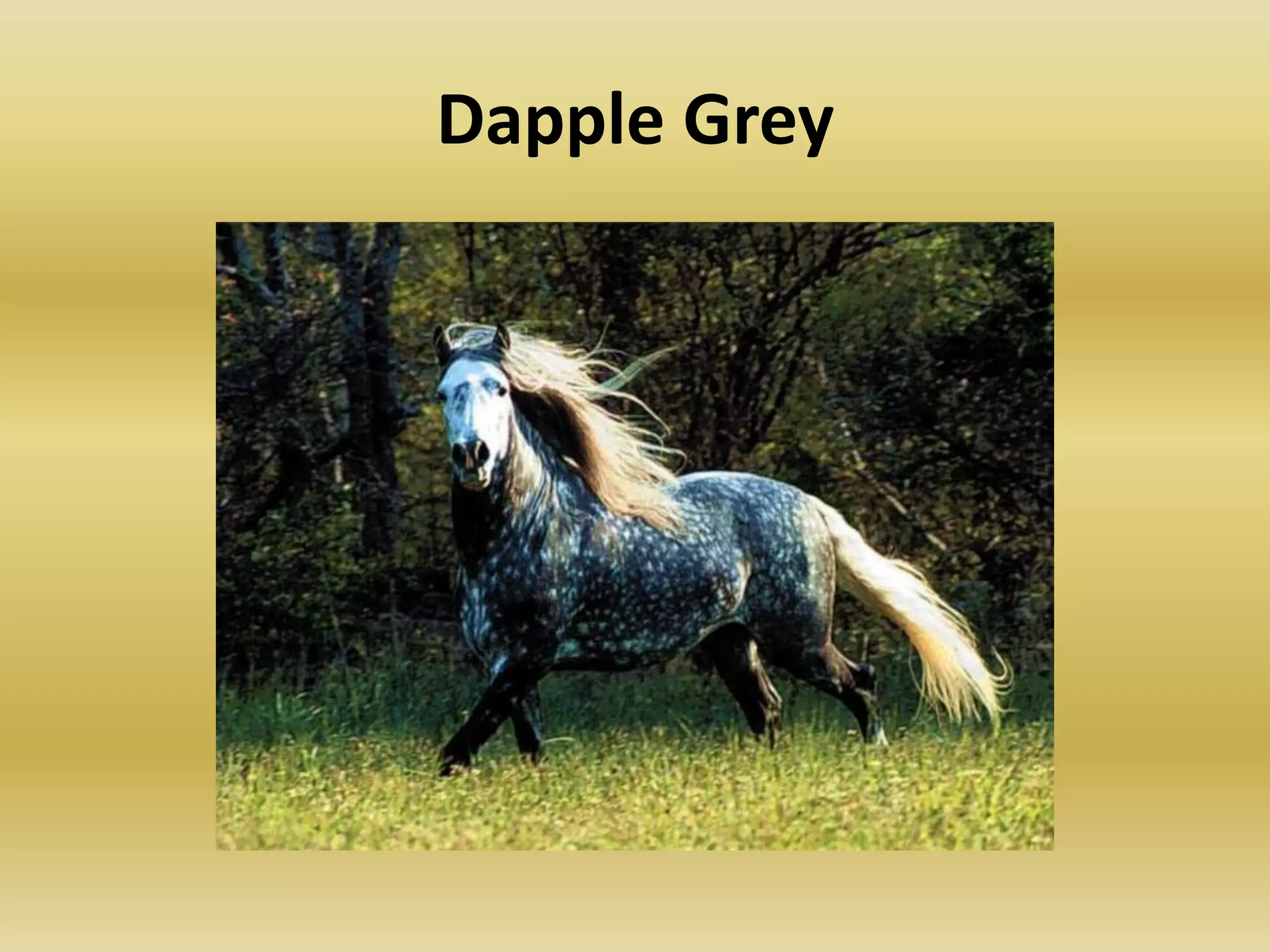 Horse colors and Markings | PPTX