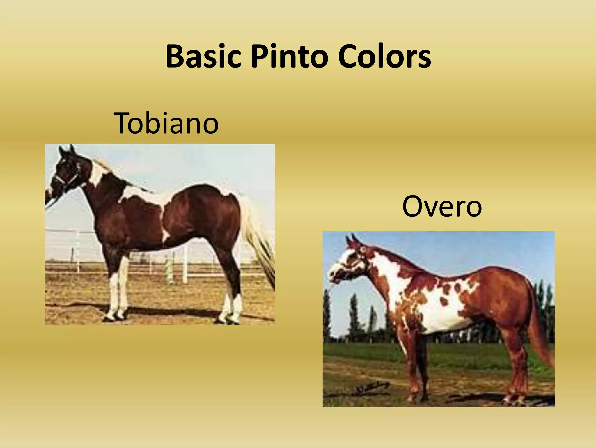 Horse colors and Markings | PPTX