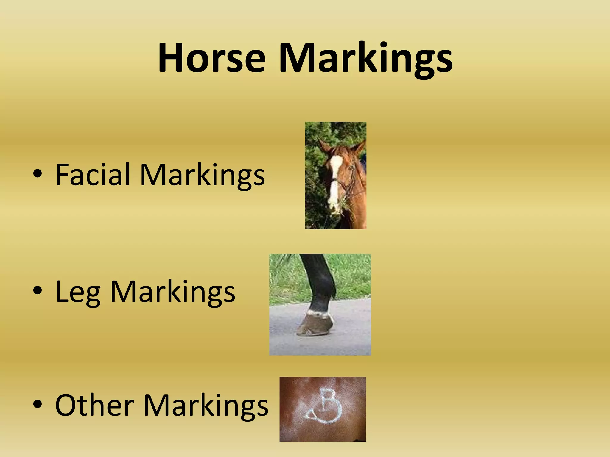 Horse colors and Markings | PPTX