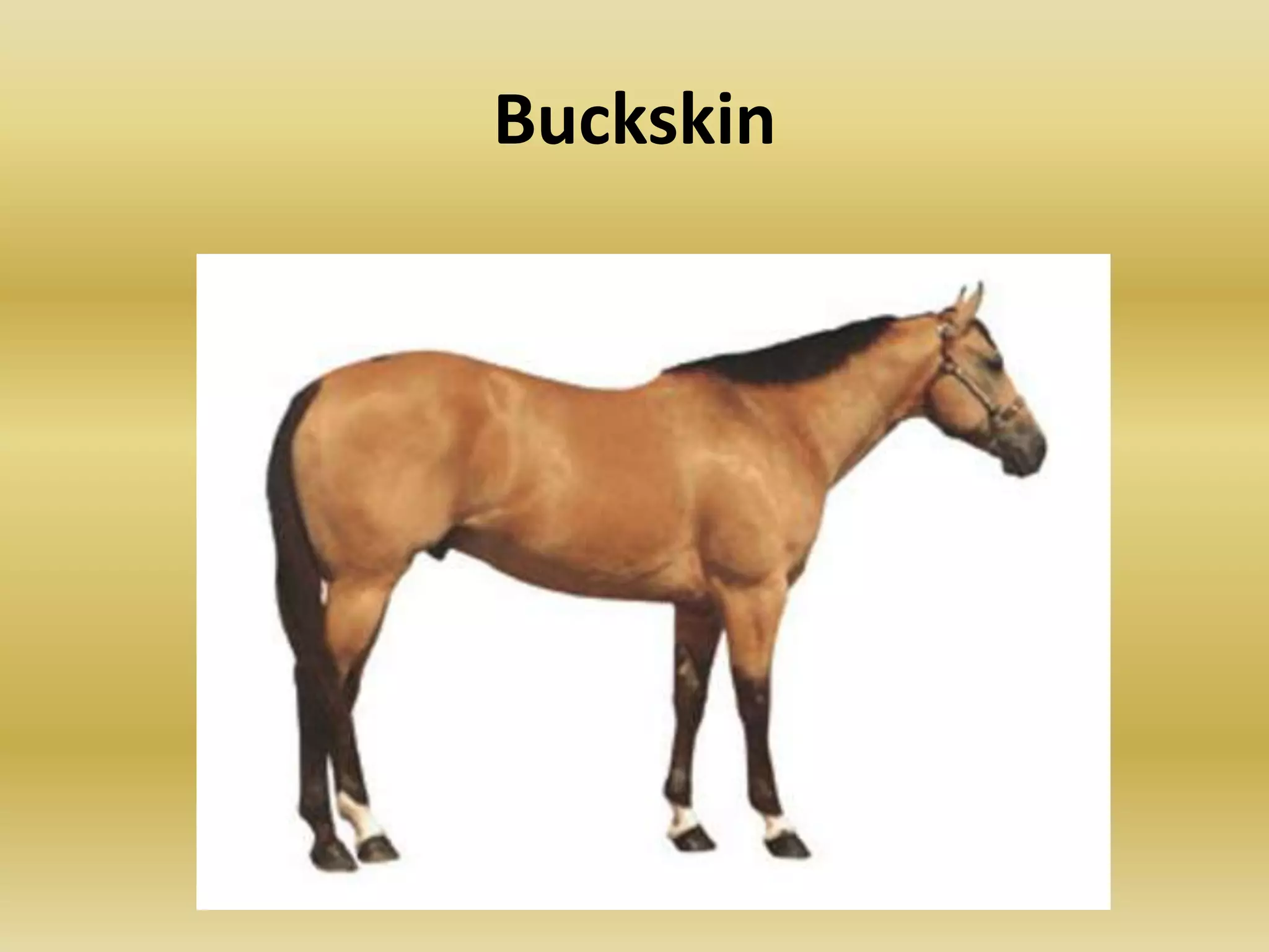 Horse colors and Markings | PPTX