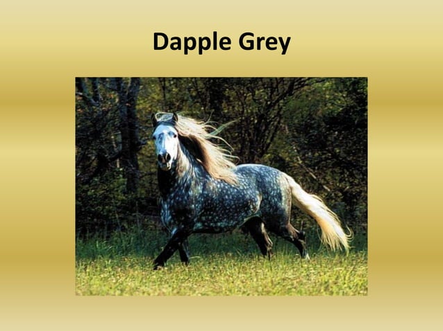 Horse colors and Markings | PPTX | Equine Sports | Sports